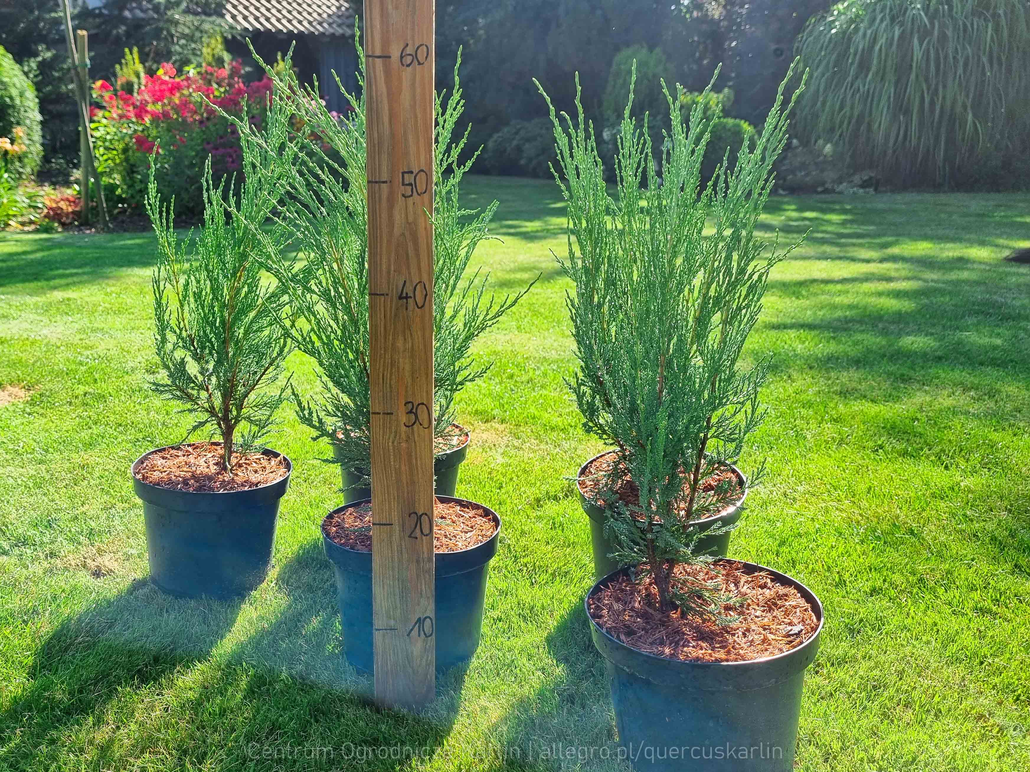 Roślina tygodnia 11 - Jałowiec 'Blue Arrow'